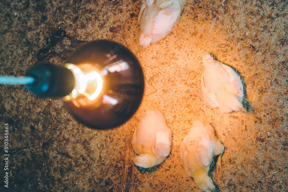 Light Up Your Livestock: How Curalux Heat Lamps Can Transform Animal ...